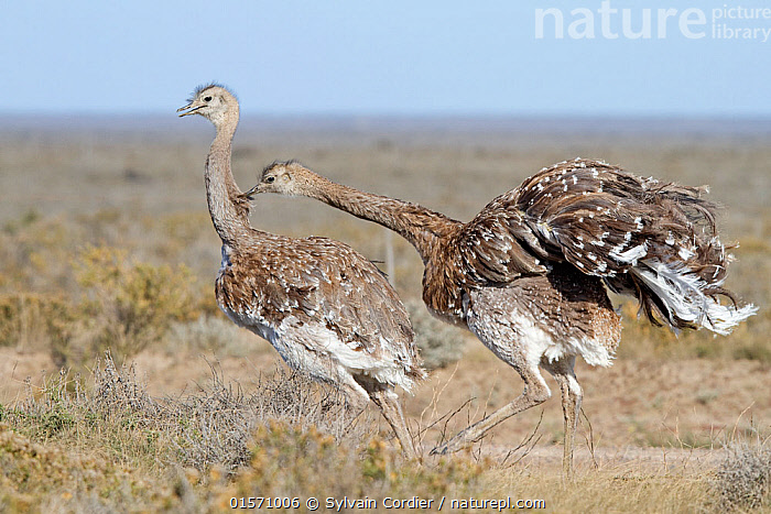 Stock photo of Greater rhea (Rhea americana) fight between two birds ...