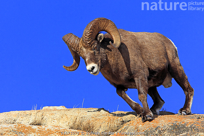 Ovis Canadensis Rocky Mountain Bighorn Sheep (Ovis Canadensis) Stock