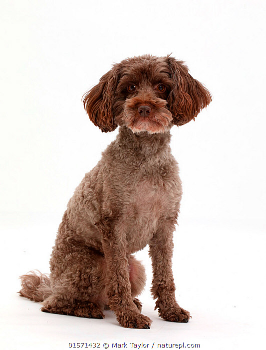 Stock photo of Schnoodle dog sitting.. Available for sale on www ...