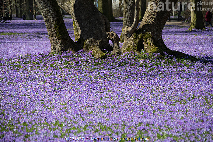 Stock photo of Crocus (Crocus neapolitanus) flowering in Husum Palace ...