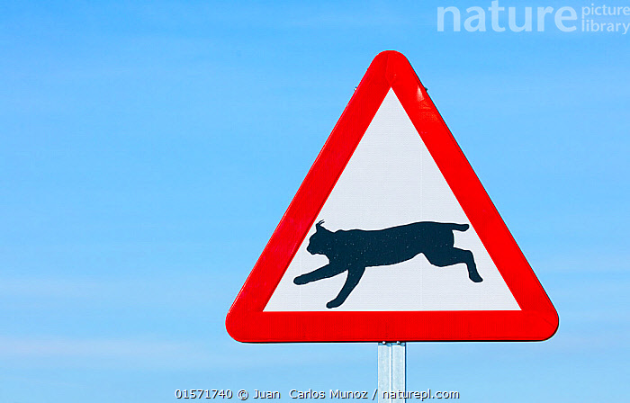 Stock photo of Iberian lynx (Lynx pardinus) traffic warning sign ...