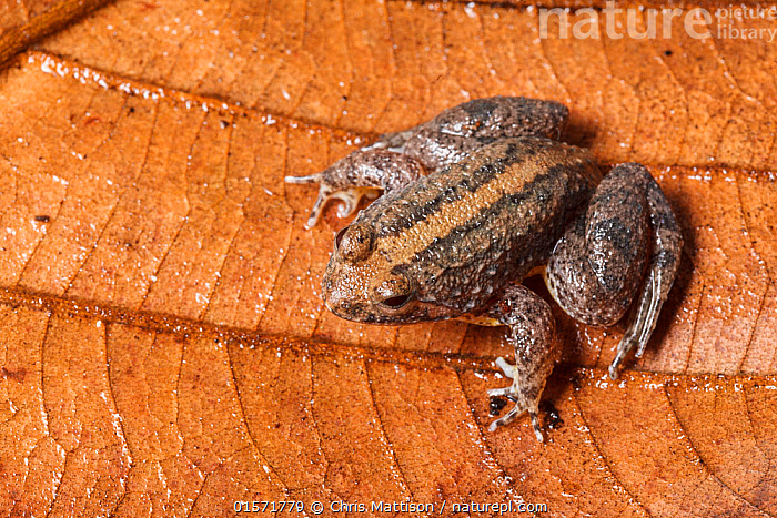 Stock photo of Puddle frog (Occidozyga laevis) Sukau, Malaysian Borneo ...
