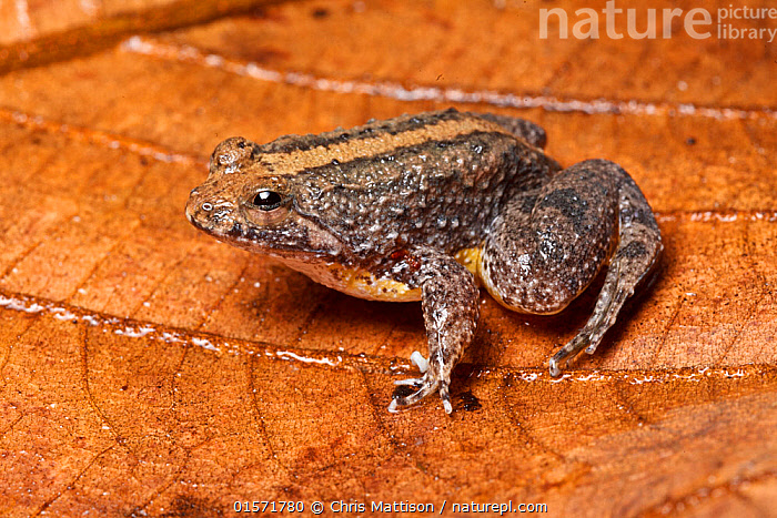 Stock photo of Puddle frog (Occidozyga laevis) Sukau, Malaysian Borneo ...
