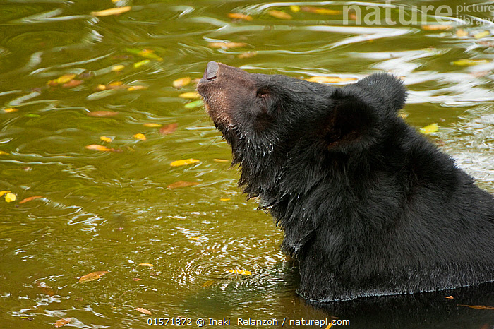 Stock photo of Moon bear (Ursus thibetanus) swimming in Animals Asia ...