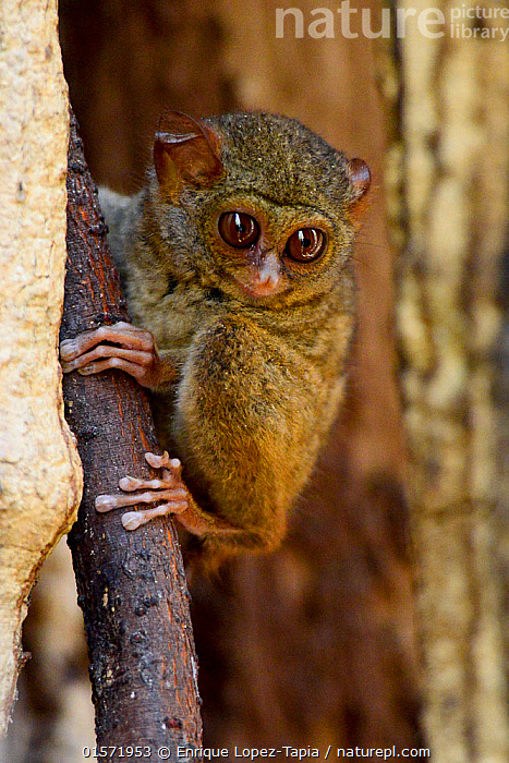 Stock photo of Spectral tarsier (Tarsius tarsier), endemic to Sulawesi ...