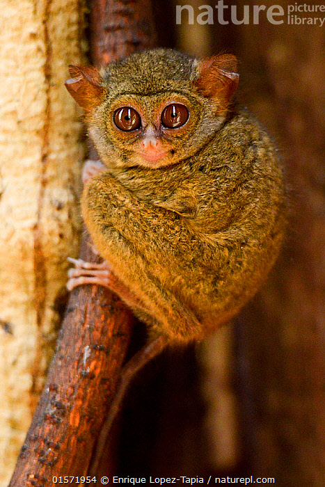 Stock photo of Spectral tarsier (Tarsius tarsier), endemic to Sulawesi ...