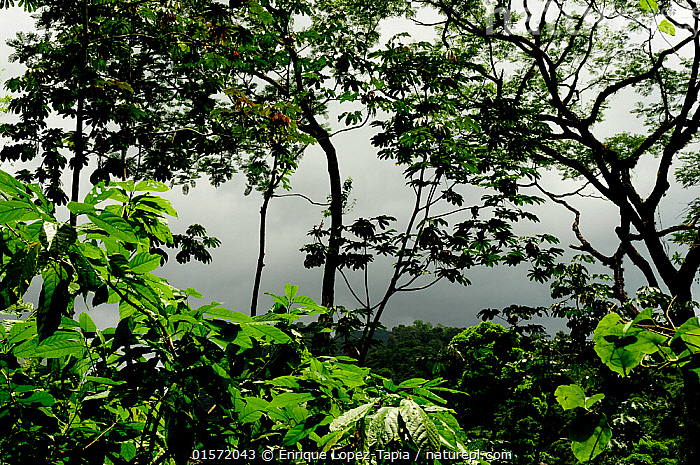 Stock photo of Tropical rainforest in Rio Platano Biosphere Reserve and ...