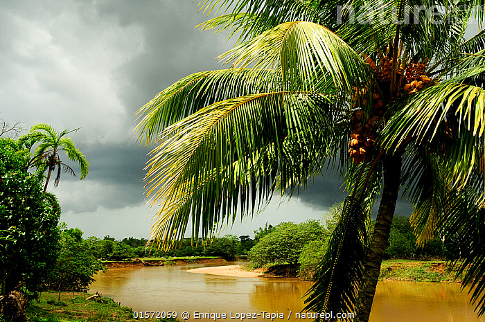 Stock photo of Stormy sky over Rio Platano Biosphere Reserve and UNESCO ...