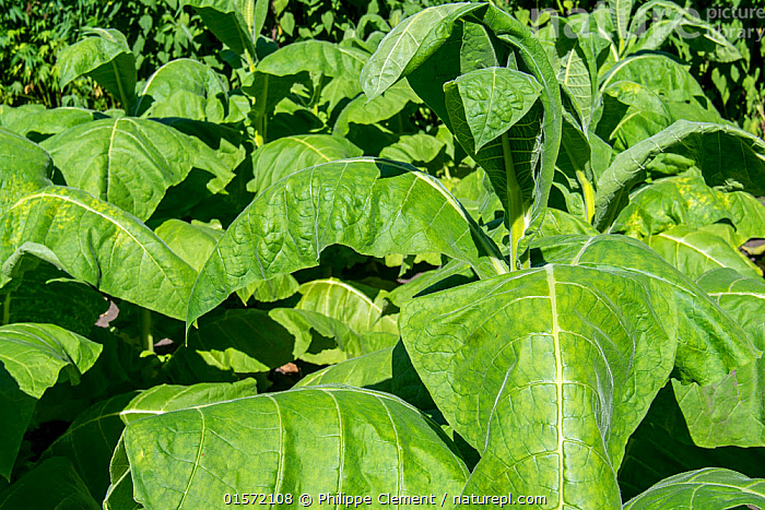 Stock photo of Aztec tobacco / wild tobacco (Nicotiana rustica) plants ...