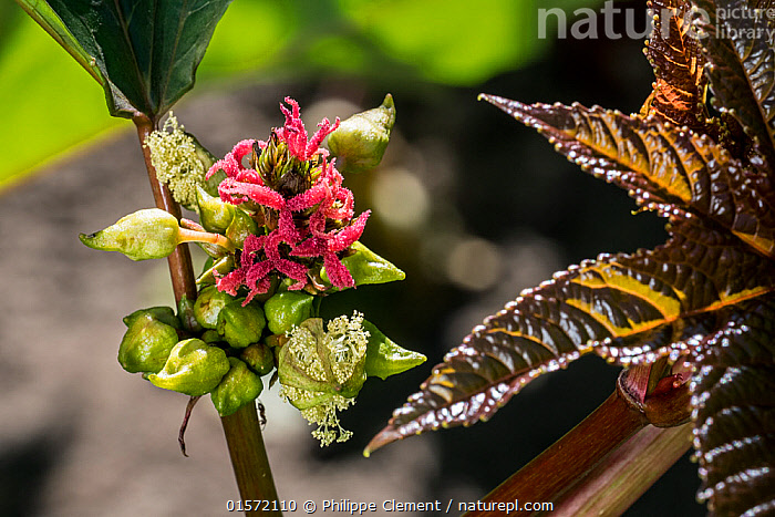 Stock photo of Female flowers of Castorbean / Castor-oil-plant (Ricinus ...