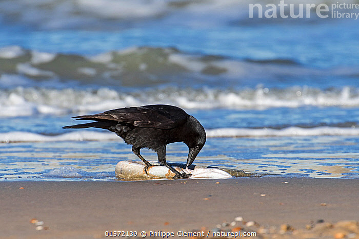 Stock photo of Scavenging Carrion crow (Corvus corone) feeding on dead ...