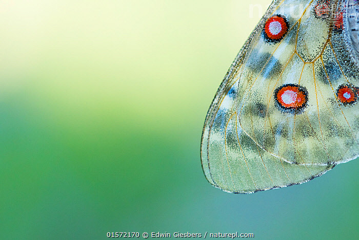 Stock photo of Apollo butterfly (Parnassius apollo) close up detail of ...