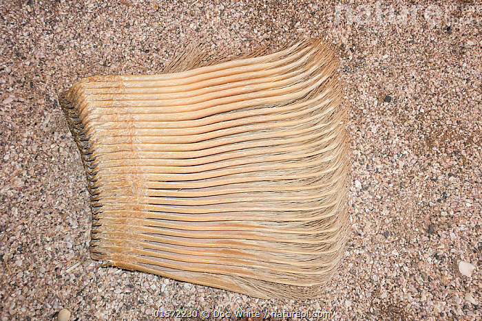Stock photo of Gray whale (Eschrichtius robustus) baleen plate washed ...