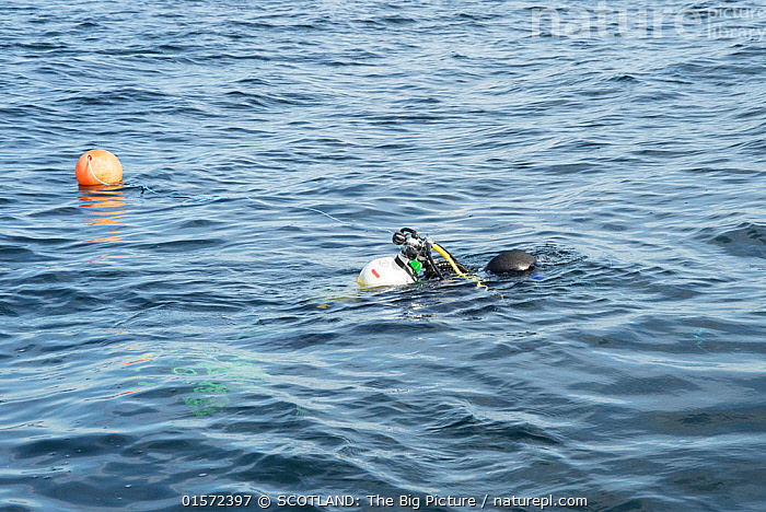 Stock photo of Diver going to shot line that marks the start of the ...