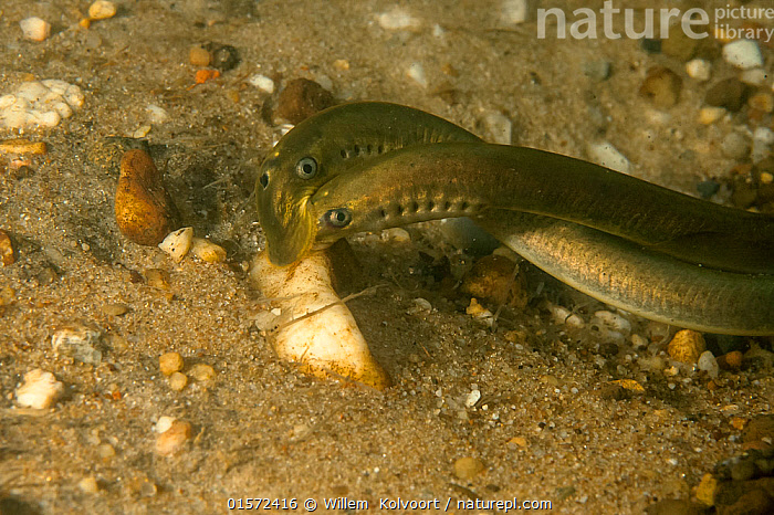 Stock photo of Brook lampreys (Lampetra planeri) mating in a shallow ...