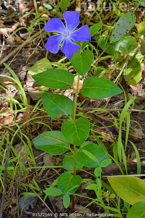 Stock photo of Greater periwinkle (Vinca major) an invasive species ...