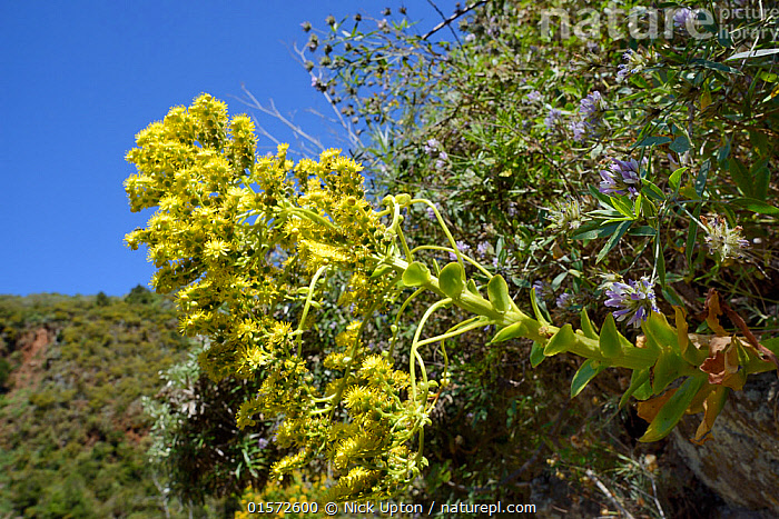 Stock photo of Stalked Aeonium / Tree houseleek (Aeonium undulatum ...