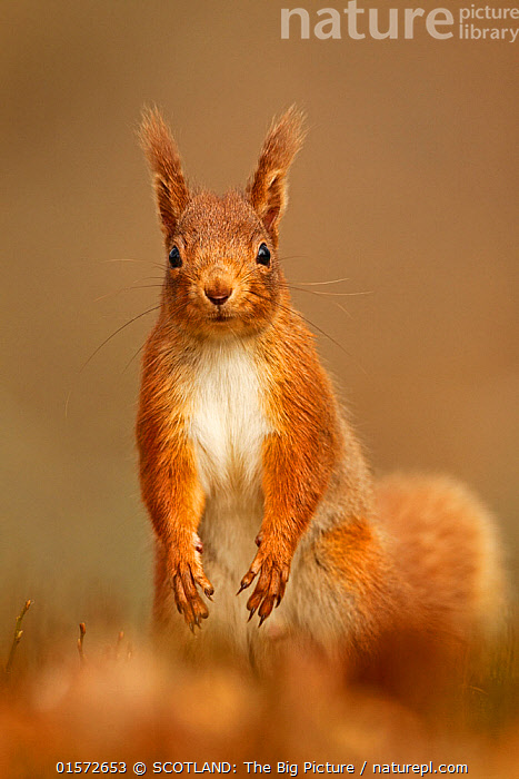Stock photo of Red Squirrel (Sciurus vulgaris) standing upright in ...