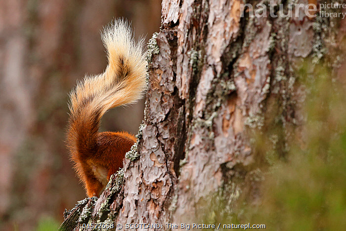 Stock photo of Red Squirrel (Sciurus vulgaris) disappearing behind tree ...