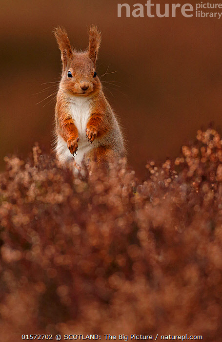 Stock photo of Red Squirrel (Sciurus vulgaris) standing alert amongst ...