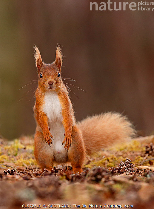 Stock photo of Red squirrel (Sciurus vulgaris) male standing upright in ...