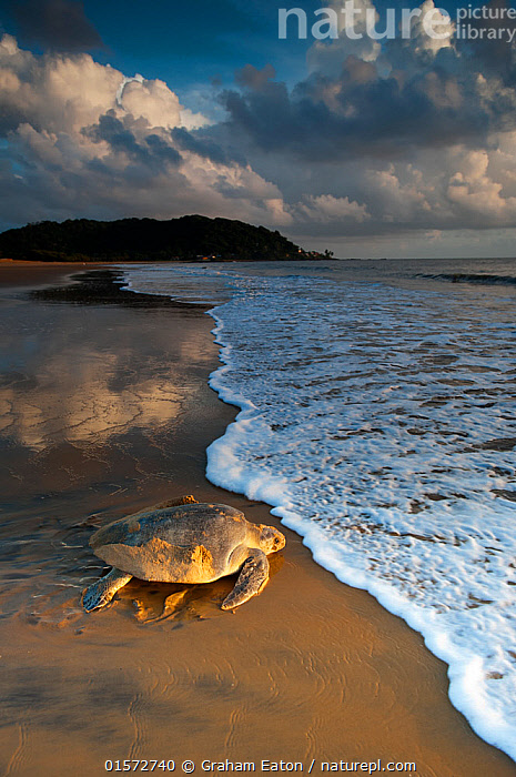 Stock photo of Olive / Pacific ridley sea turtle (Lepidochelys olivacea ...