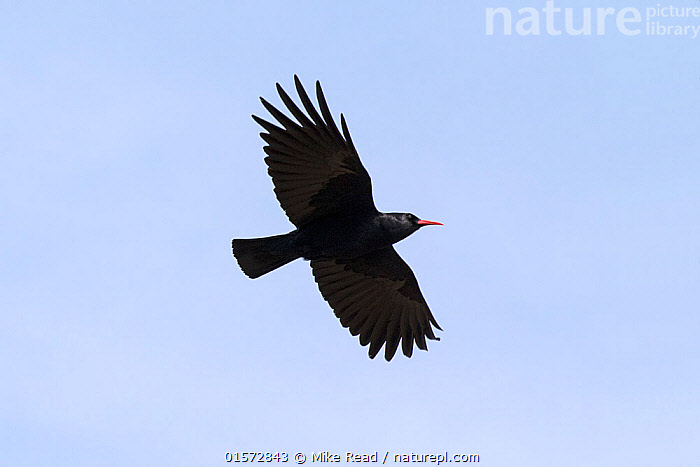 Stock photo of Red-billed chough (Pyrrhocorax pyrrhocorax) in flight ...