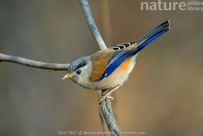 Stock photo of Blue wing minla (Minla cyanouroptera), photographed at ...