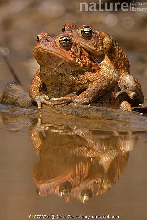 Stock photo of American toads (Anaxyrus americanus) mating pair in ...