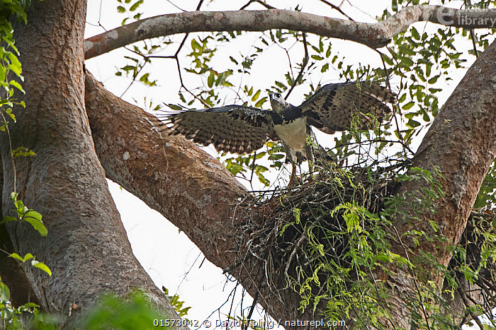 Stock photo of Harpy eagle (Harpia harpyja) female at nest Darien ...