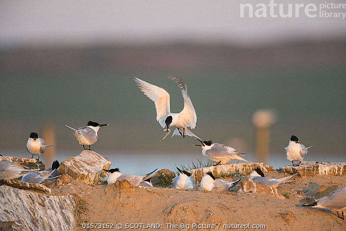 Stock photo of Sandwich tern (Sterna sandvicensis) breeding colony, St ...