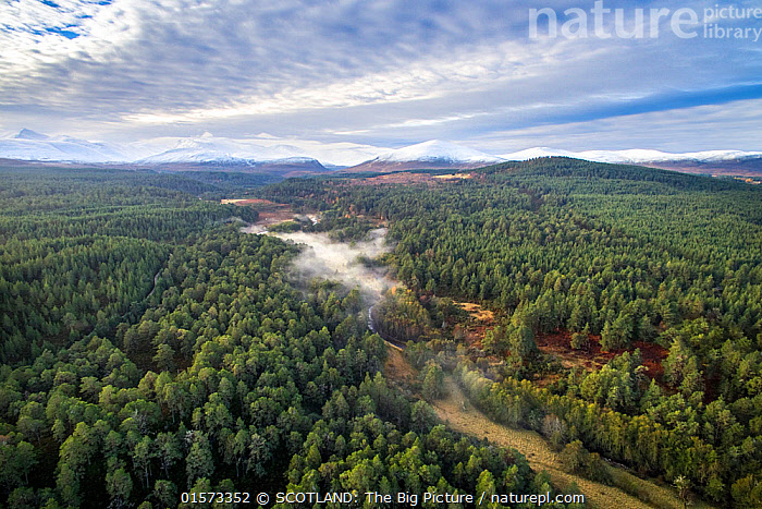 Stock photo of Aerial view of Abernethy Forest with Cairngorm mountain ...