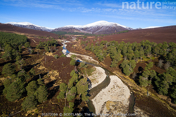 Stock photo of Pine trees alongside Quoich Water with Ear-choire ...