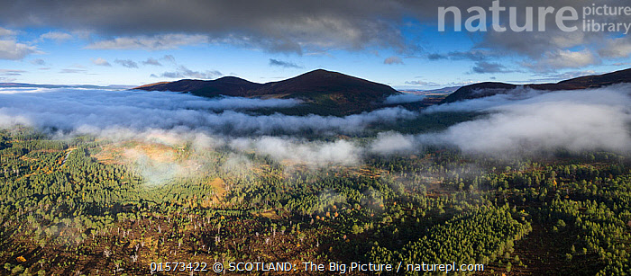Stock photo of Rothiemurchus Forest in morning mist, Cairngorms ...