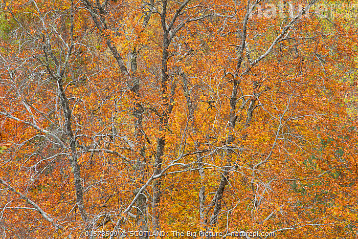 Stock photo of Mixed woodland in autumn, Rogie Falls, Ross-shire ...