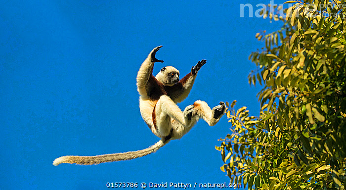Stock photo of RF - Coquerel's sifaka (Propithecus coquereli) jumping ...