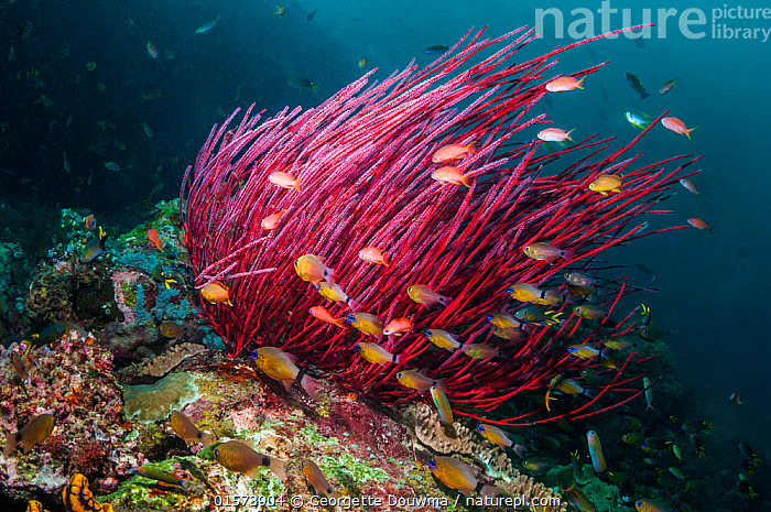Stock photo of Gorgonian / Sea whip coral (Ellisella ceratophyta) with ...