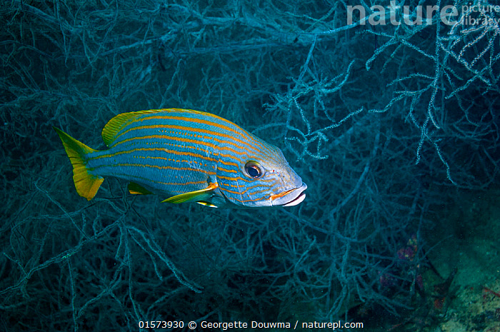 Stock photo of Yellow striped sweetlips / Goldlined sweetlips ...