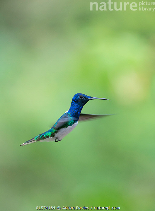Stock photo of Blue-chinned Sapphire (Chlorestes notata notata) male ...