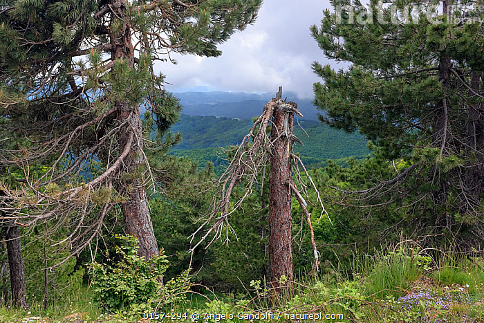 Stock photo of Austrian pine trees (Pinus nigra calabrica) Sila ...