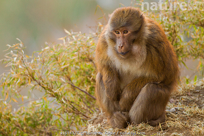 Stock photo of Arunachal macaque (Macaca munzala) Arunchal Pradesh ...