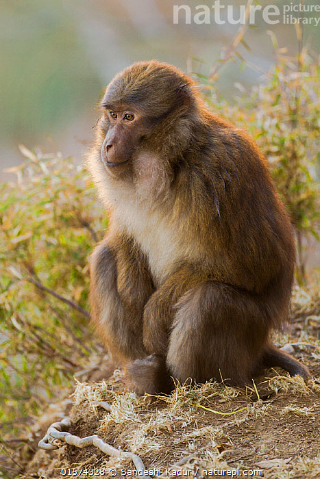 Stock photo of Arunachal macaque (Macaca munzala) Arunchal Pradesh ...