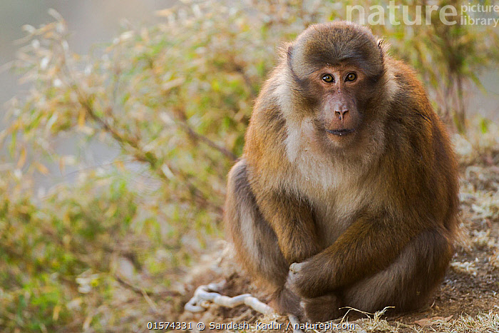 Stock photo of Arunachal macaque (Macaca munzala) Arunchal Pradesh ...