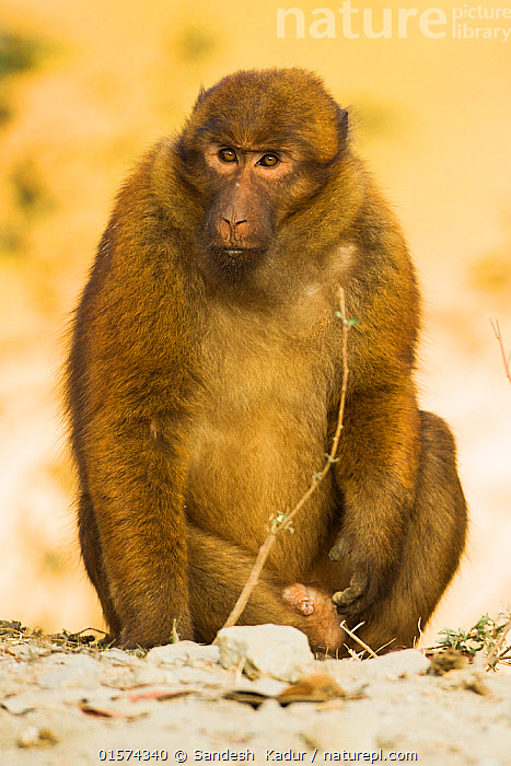 Stock photo of Arunachal macaque (Macaca munzala) male, Arunchal ...