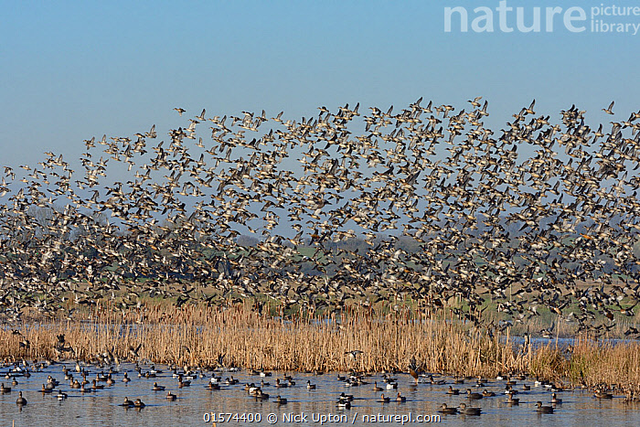 Stock photo of Dense flock of Common teal (Anas crecca) and Wigeon ...