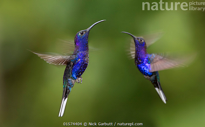 Purple Hummingbird Flying