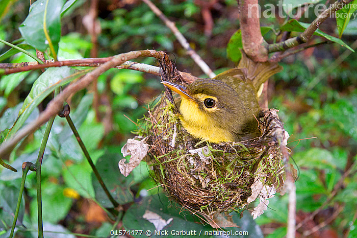 Stock photo of Spectacled Tetraka (Xanthomixis zosterops) (family Bernieridae) incubating ...