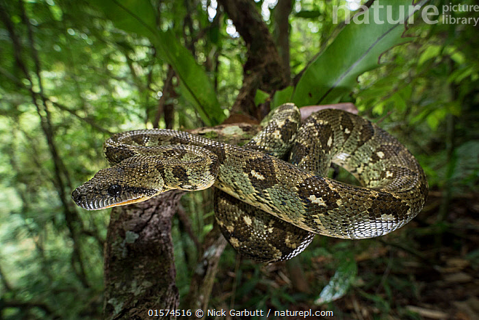 Stock photo of Madagascar Tree Boa (Sanzinia madagascariensis) coiled ...