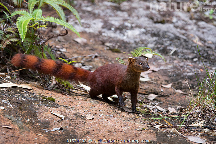 Stock photo of Eastern Ring-tailed Vontsira (formerly Ring-tailed ...