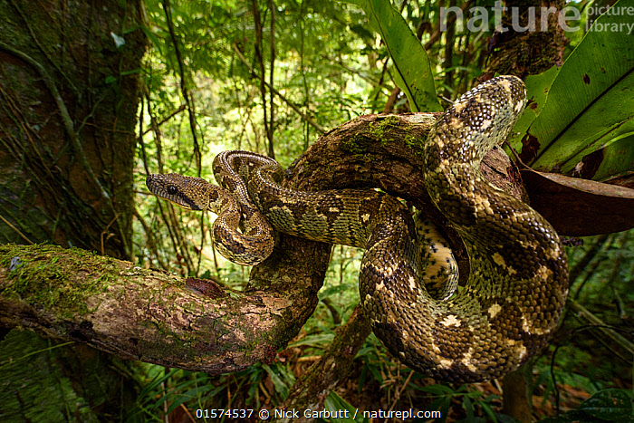 Stock photo of Madagascar Tree Boa (Sanzinia madagascariensis) coiled ...